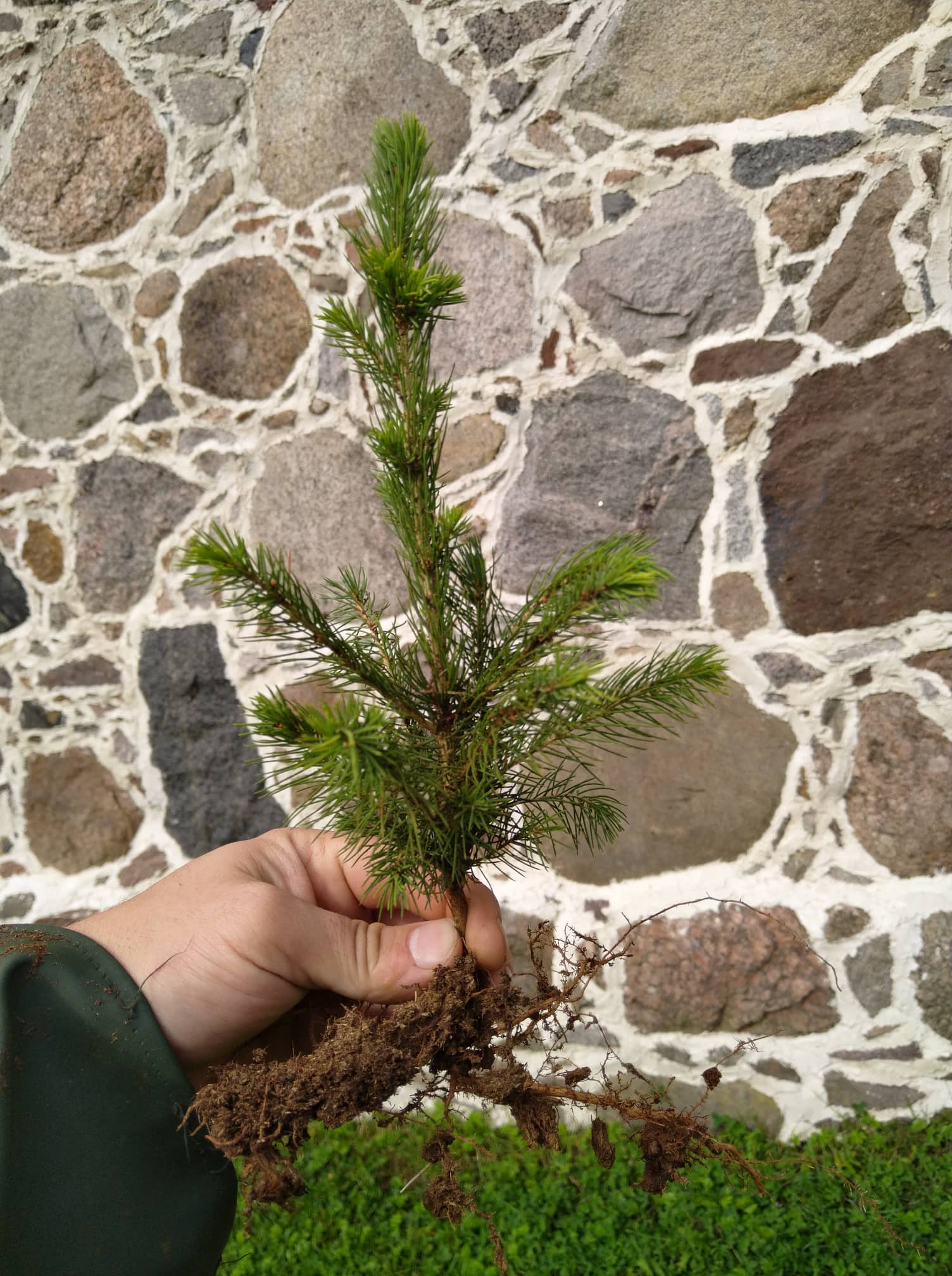 Kuusetaimed – Kuusikuistikud